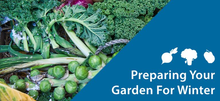 Winter Vegetables Growing Guide - Sapcote Garden Centre